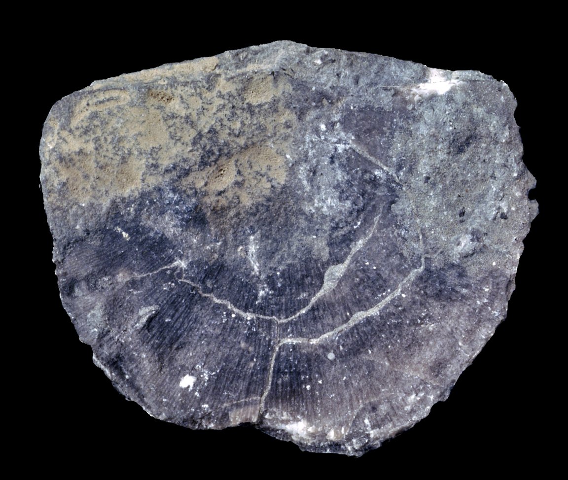 Tennessee Fossils